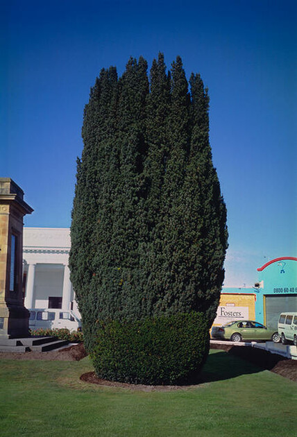 Rangiora | Christchurch Art Gallery Te Puna o Waiwhetū