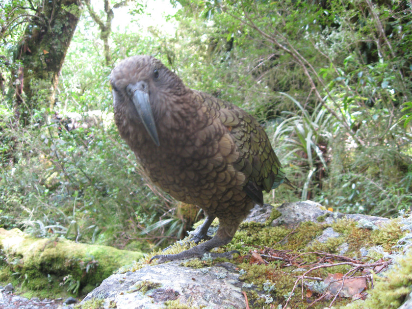 Dead Keas | Christchurch Art Gallery Te Puna o Waiwhetū