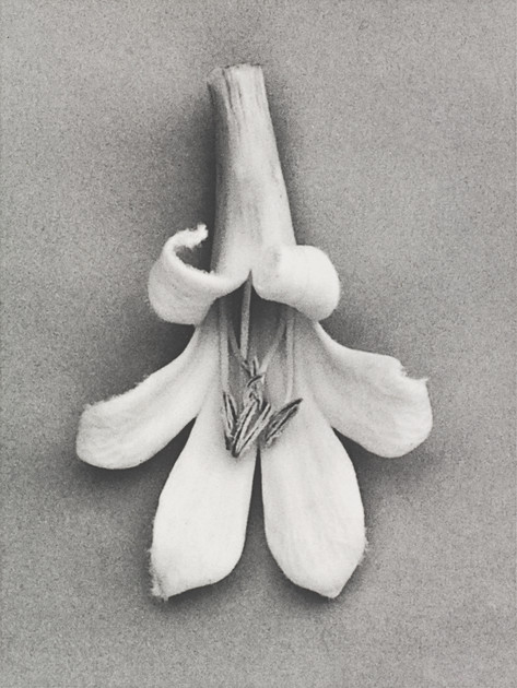 Peter Peryer: Tecomanthe Speciosa | Christchurch Art Gallery Te Puna o ...