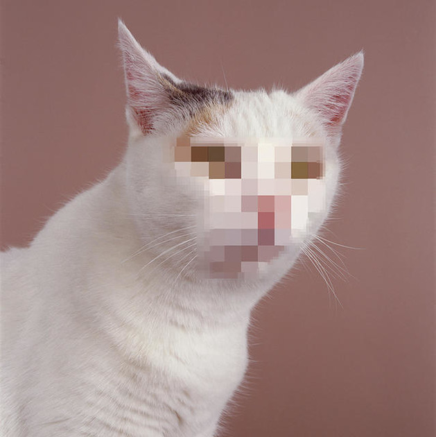 Anonymous cat | Christchurch Art Gallery Te Puna o Waiwhetū