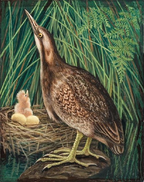 Matuku-hūrepo / Brown Bittern | Christchurch Art Gallery Te Puna o Waiwhetū