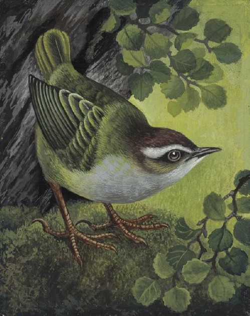 Mātuhituhi / Bush Wren | Christchurch Art Gallery Te Puna o Waiwhetū