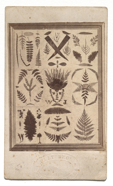 Fern collage by Tait Bros | Christchurch Art Gallery Te Puna o Waiwhetū